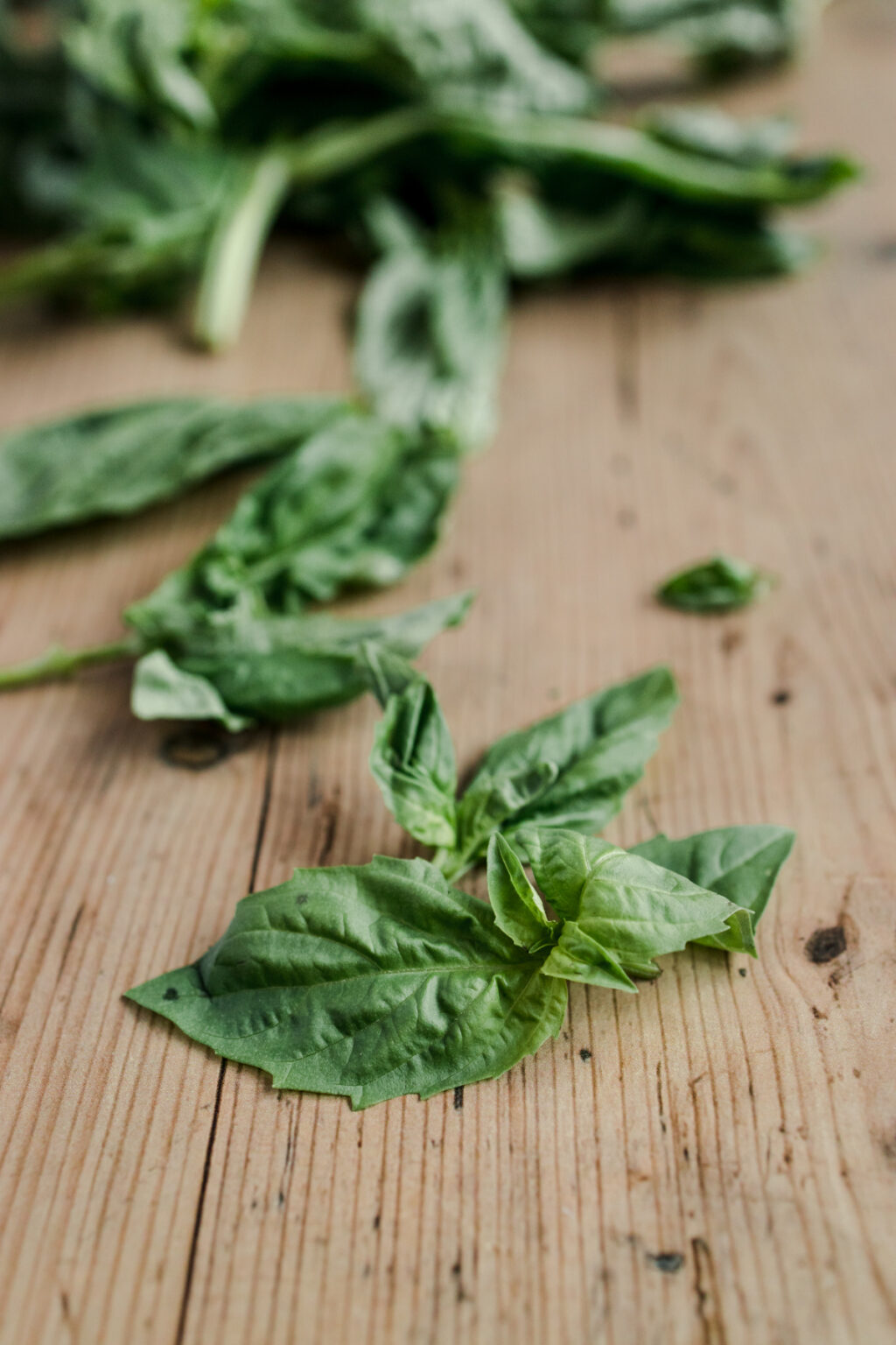 31 Best Substitutes For Basil (Fresh And Dried Alternatives) - Raepublic