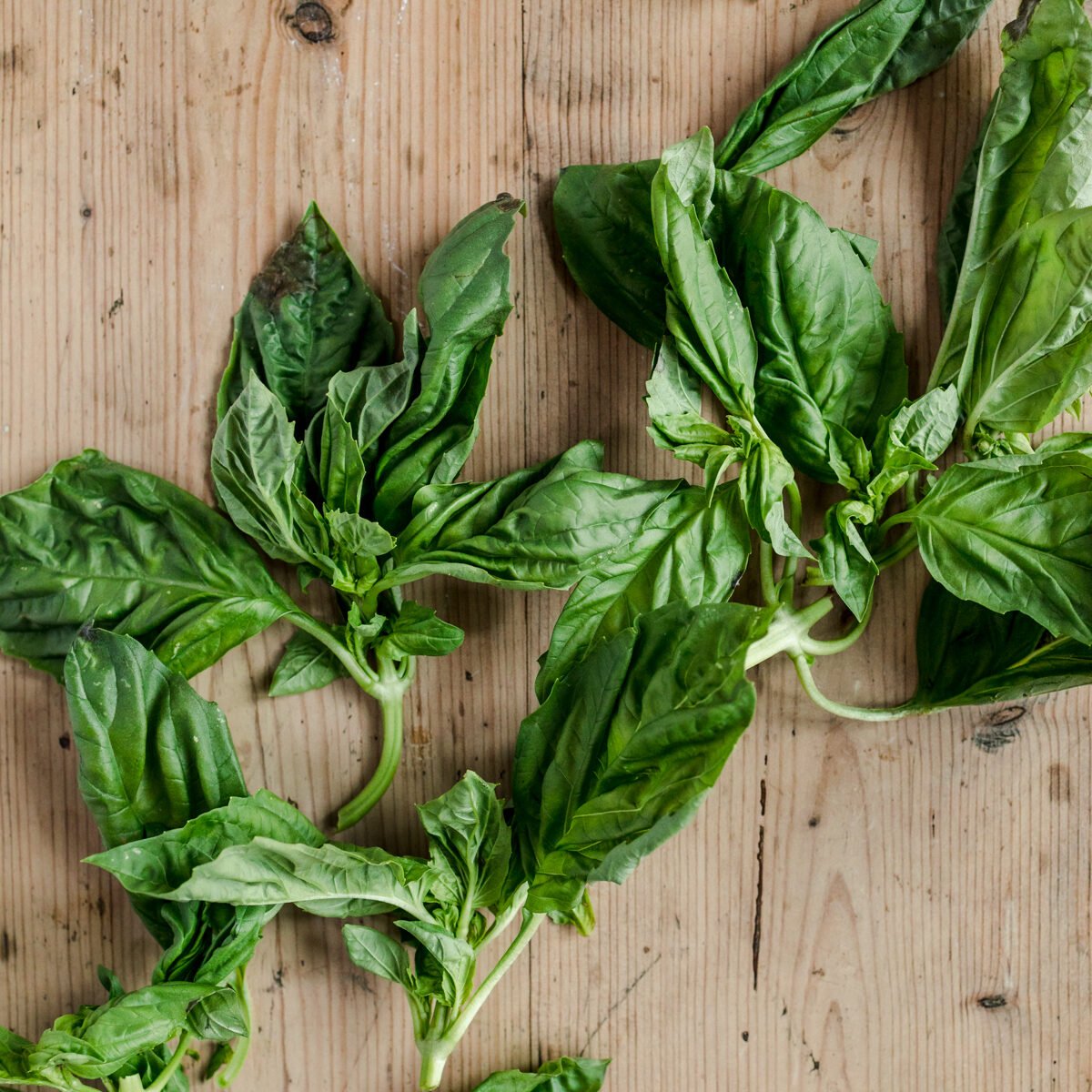 25 Best Substitutes For Basil (Fresh And Dried Alternatives) - Raepublic