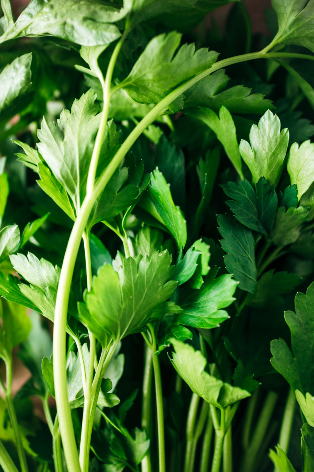 31 Best Substitutes For Parsley (Fresh And Dried Options) - Raepublic
