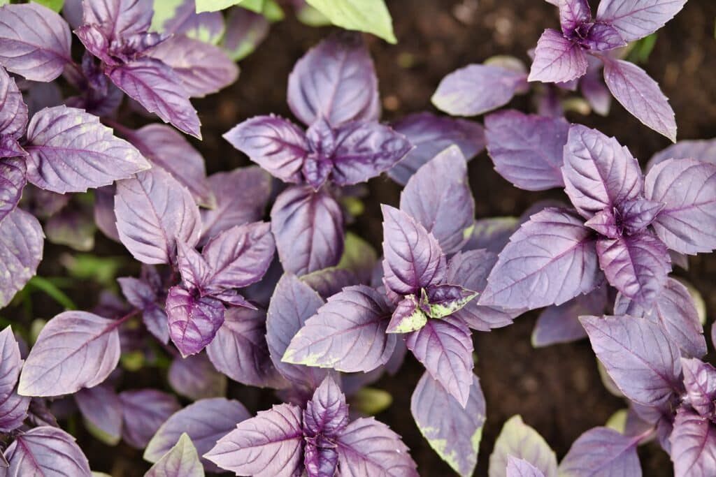 100 Purple Foods You Need In Your Diet - Raepublic