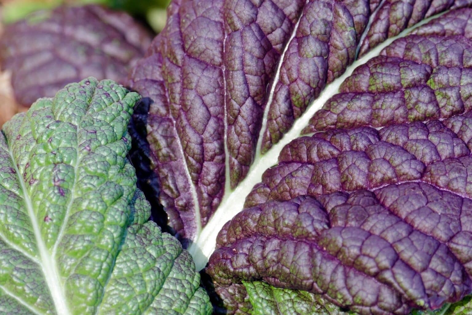 100 Purple Foods You Need In Your Diet - Raepublic
