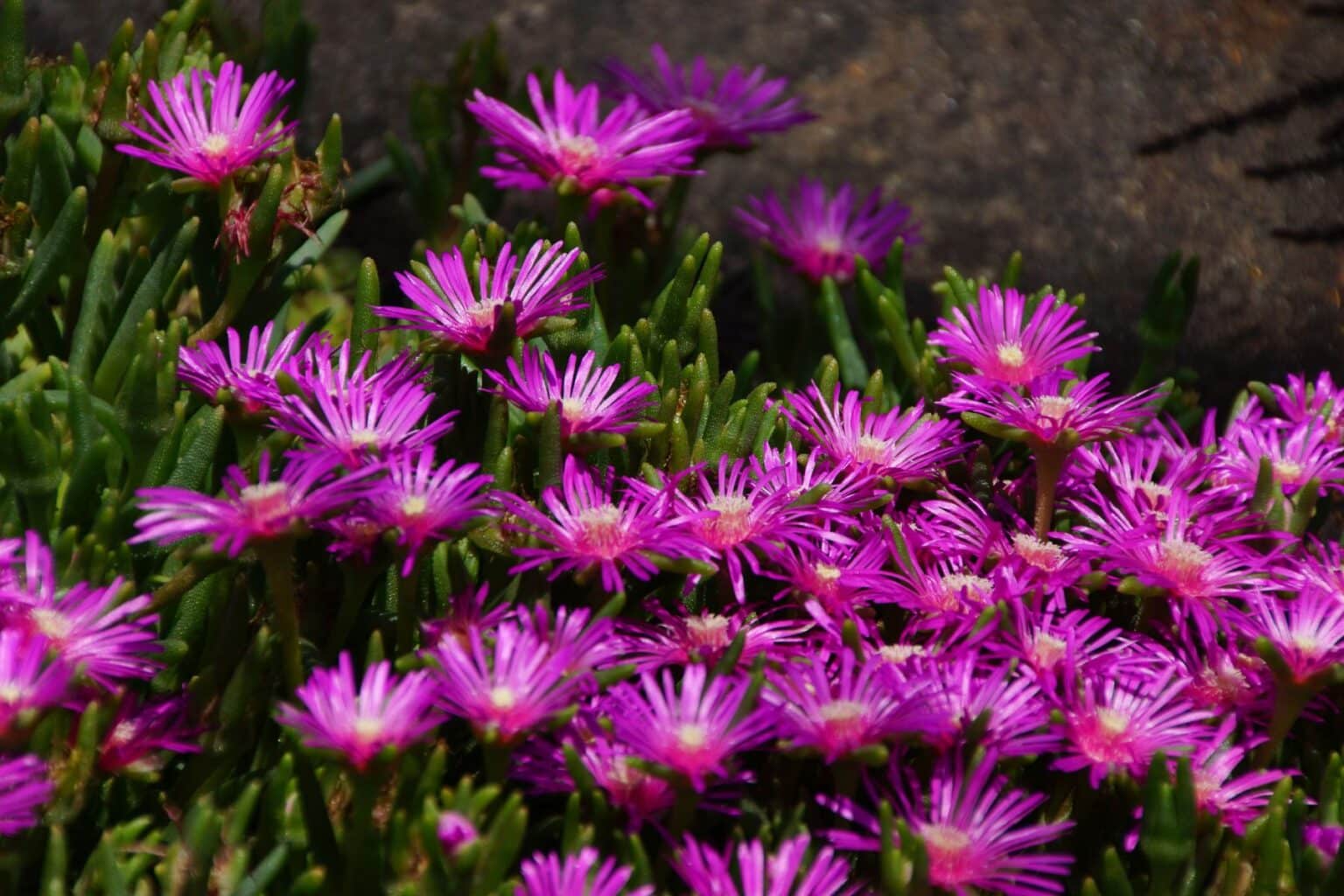 100 Purple Foods You Need In Your Diet - Raepublic