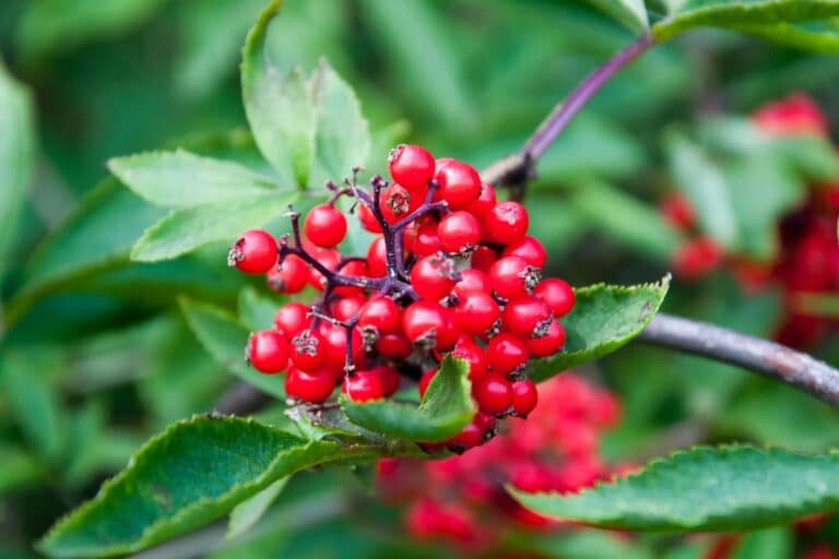 50 Red Fruits To Eat The Rainbow (With Photos) - Raepublic