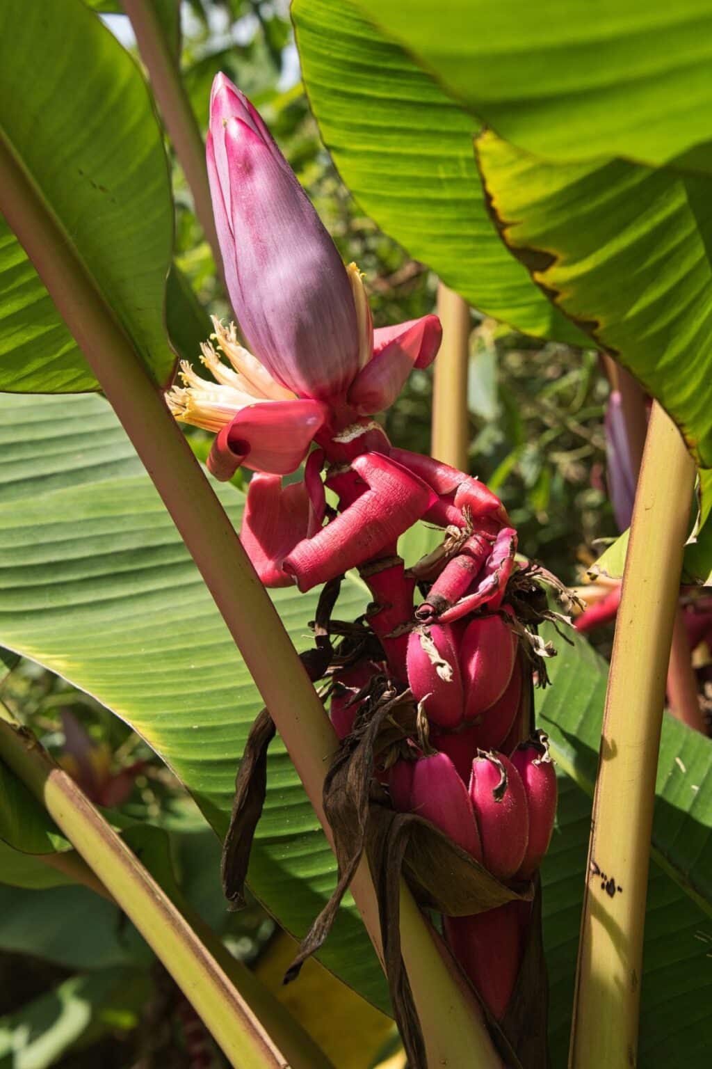 75 Foods That Are Pink (Naturally Pink Foods) - Raepublic